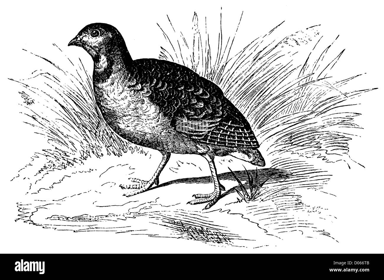 Black partridge Black and White Stock Photos & Images - Alamy