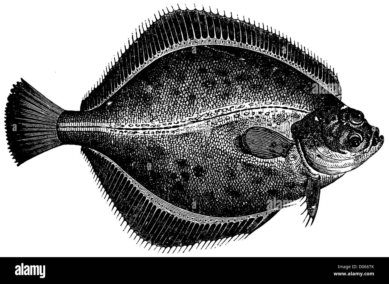 Turbot Black and White Stock Photos & Images - Alamy