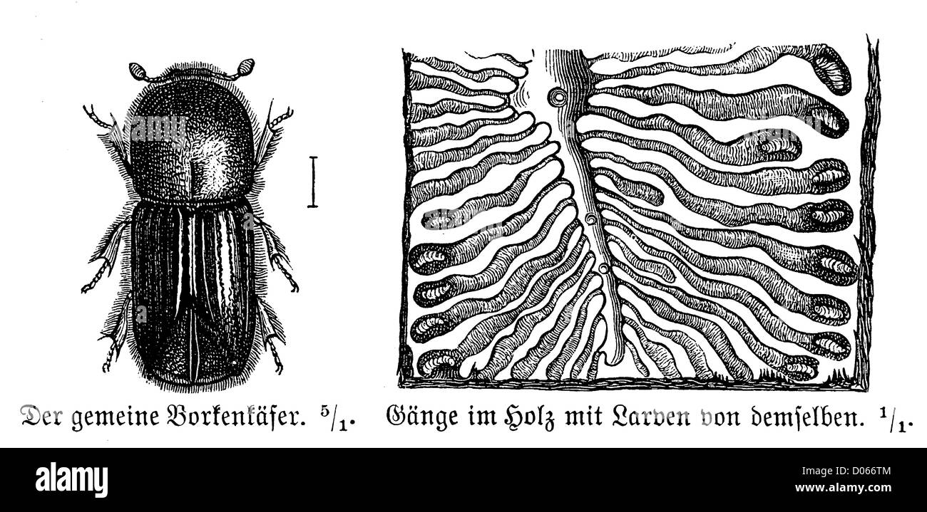 Drawing beetle Black and White Stock Photos & Images - Alamy