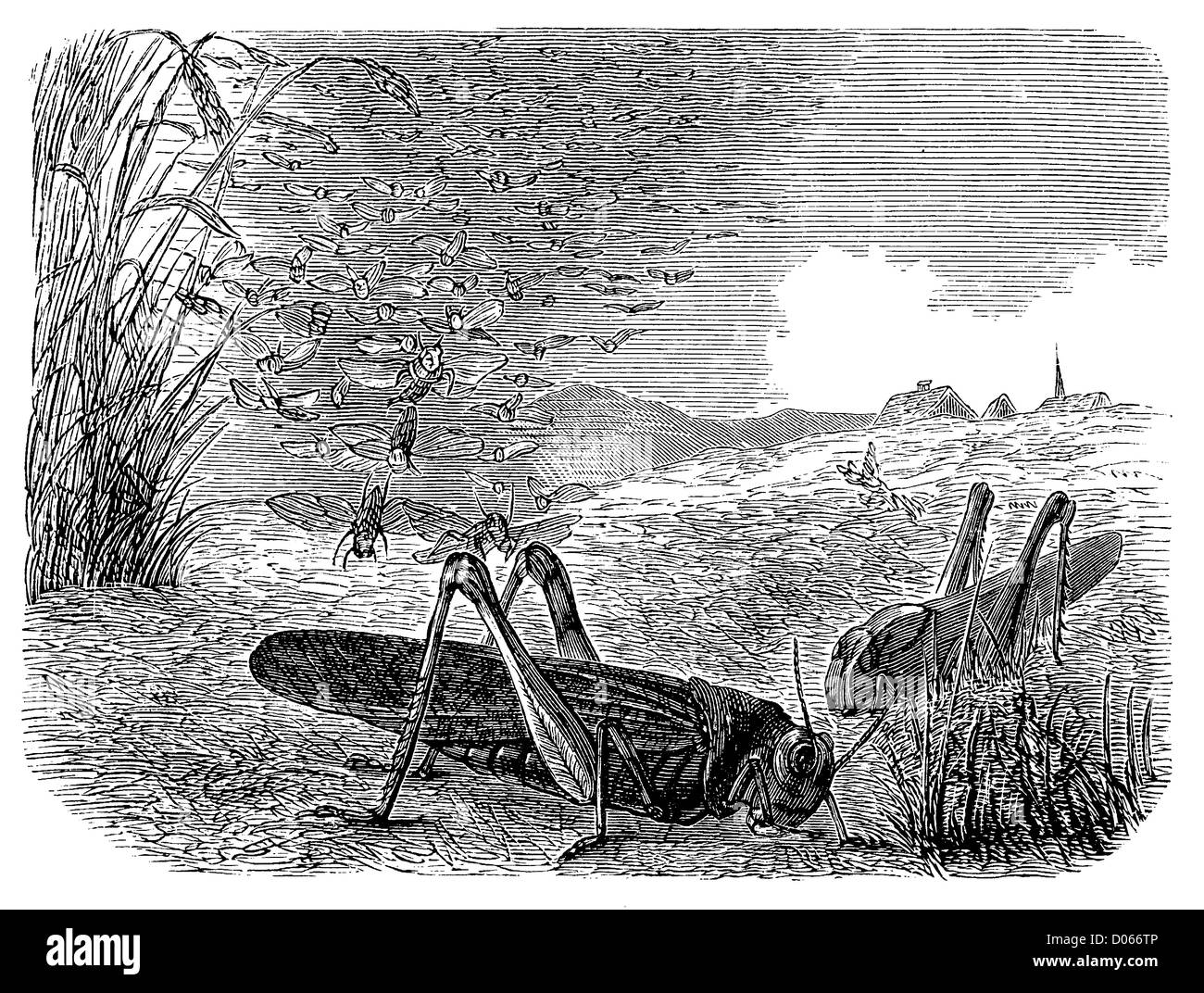 Migratory insects Black and White Stock Photos & Images - Alamy