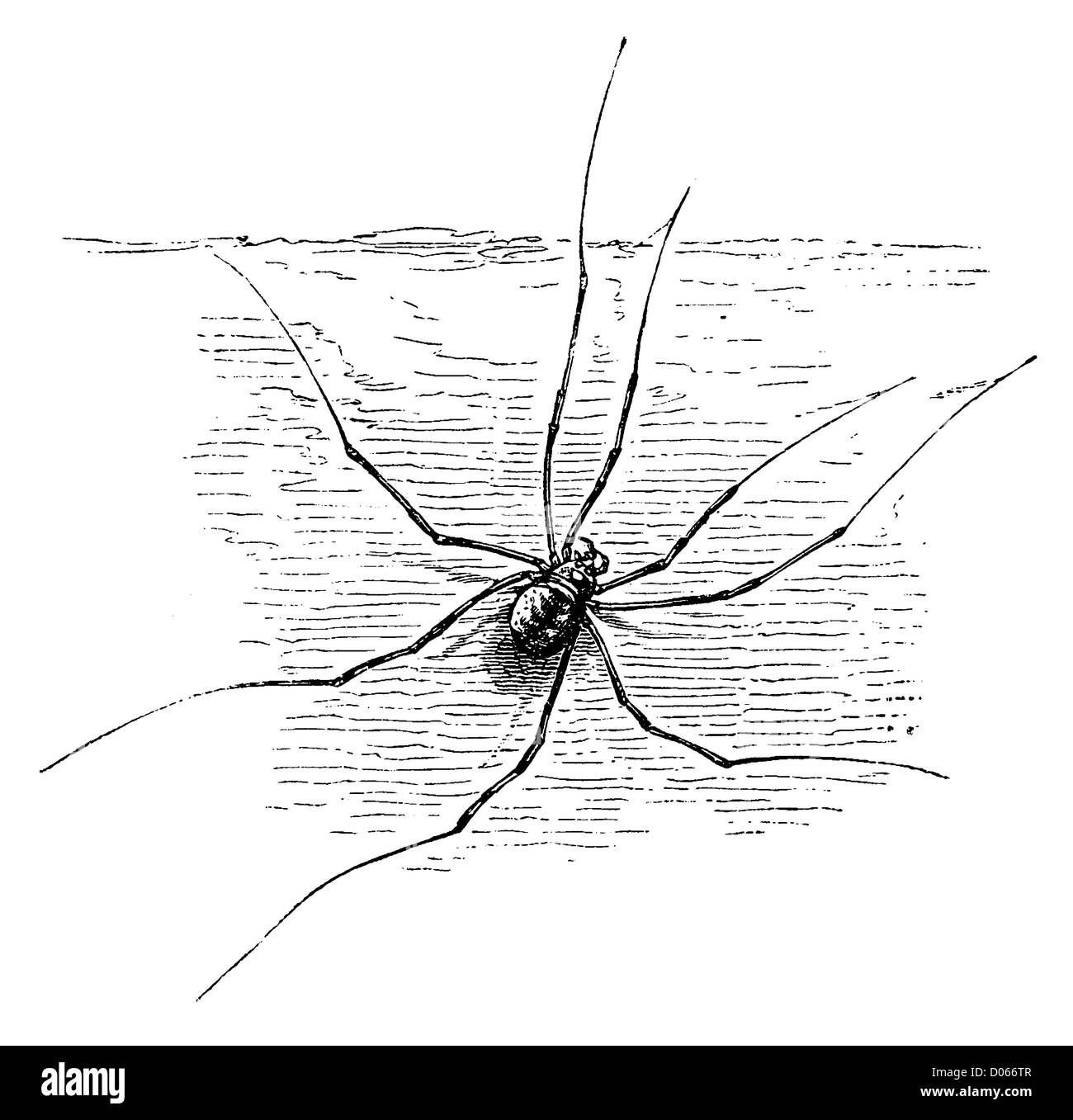 Harvestman hi-res stock photography and images - Alamy