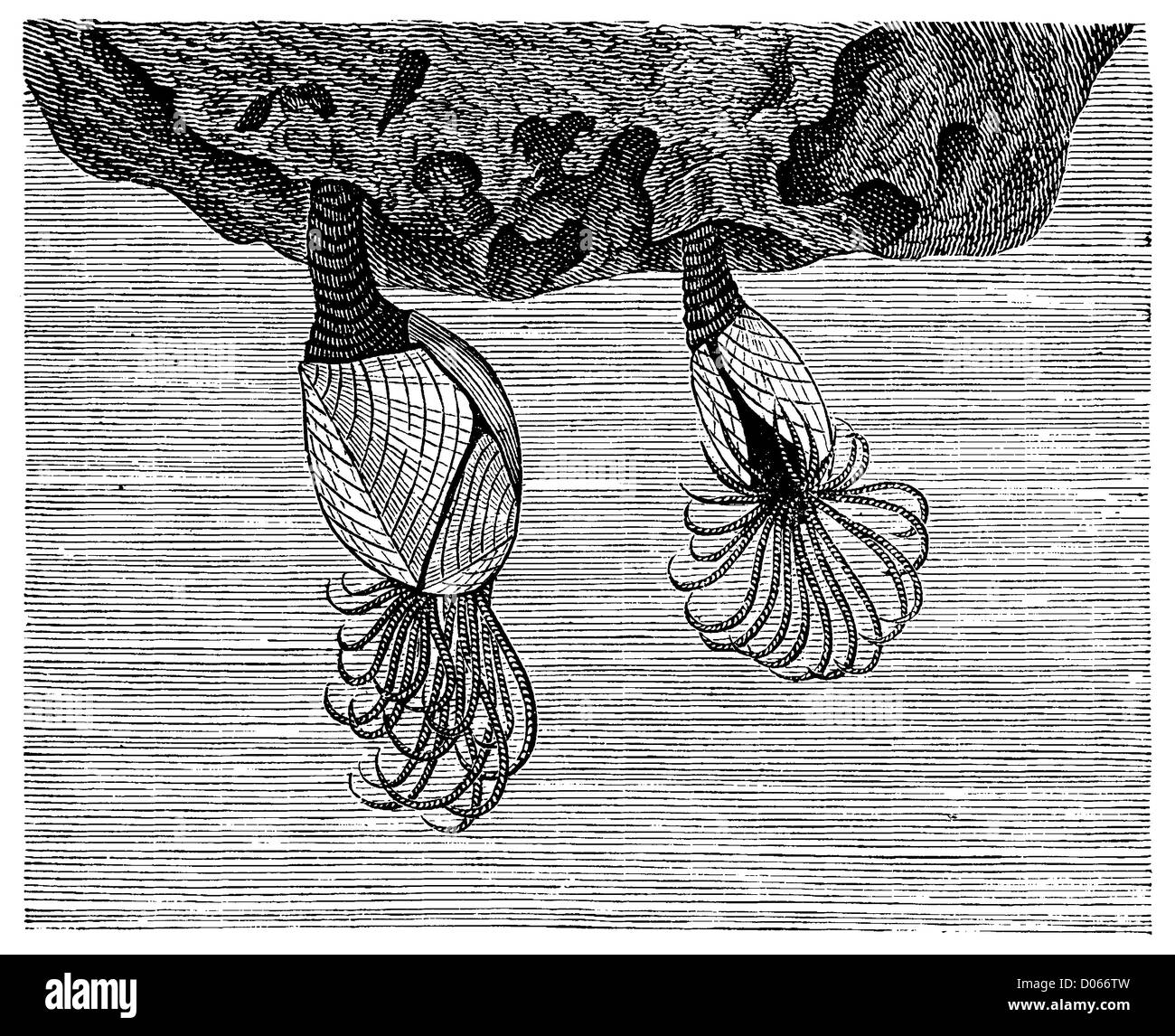 Common goose barnacle Stock Photo - Alamy