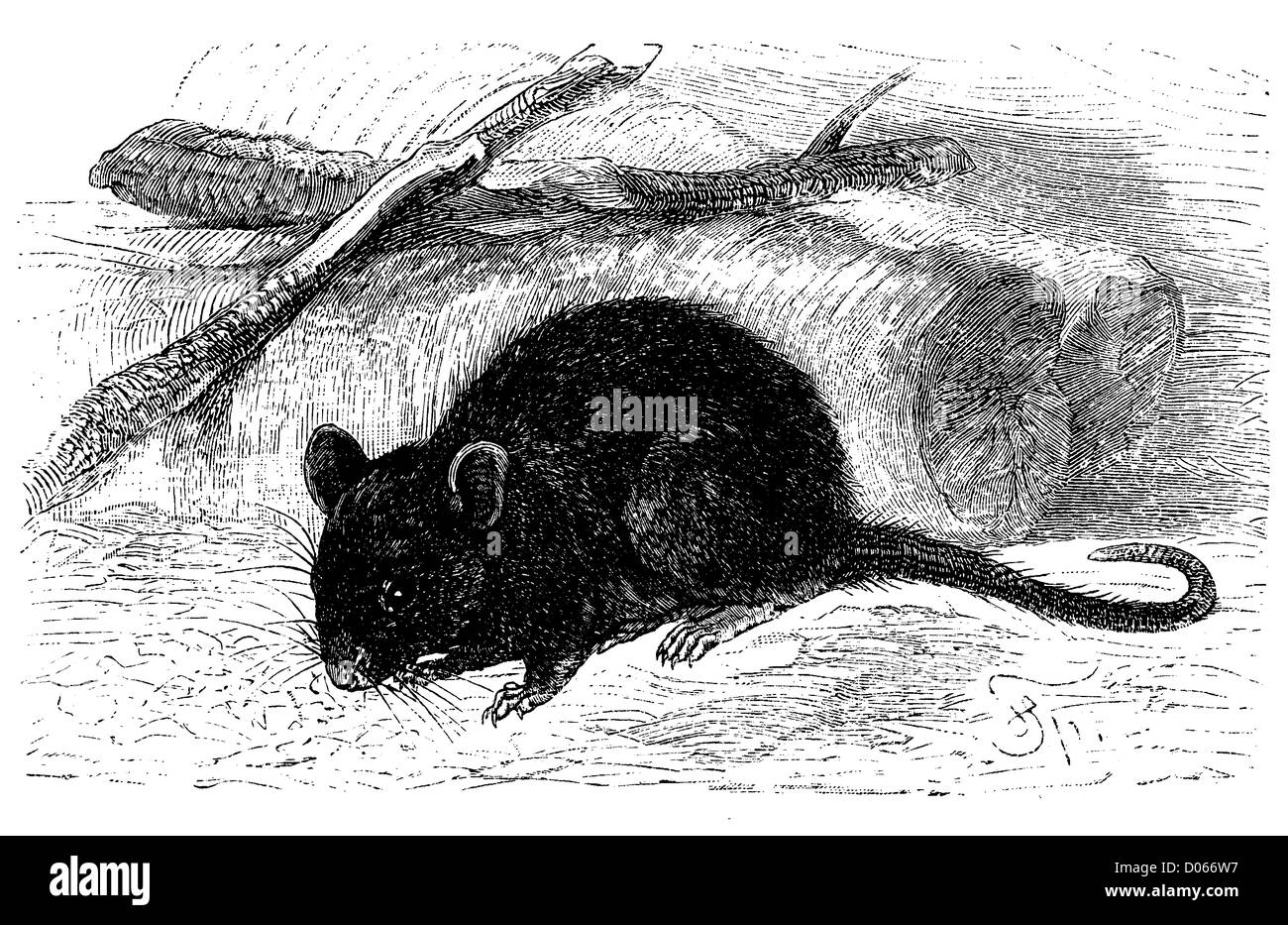 Drawing of mouse hi-res stock photography and images - Alamy