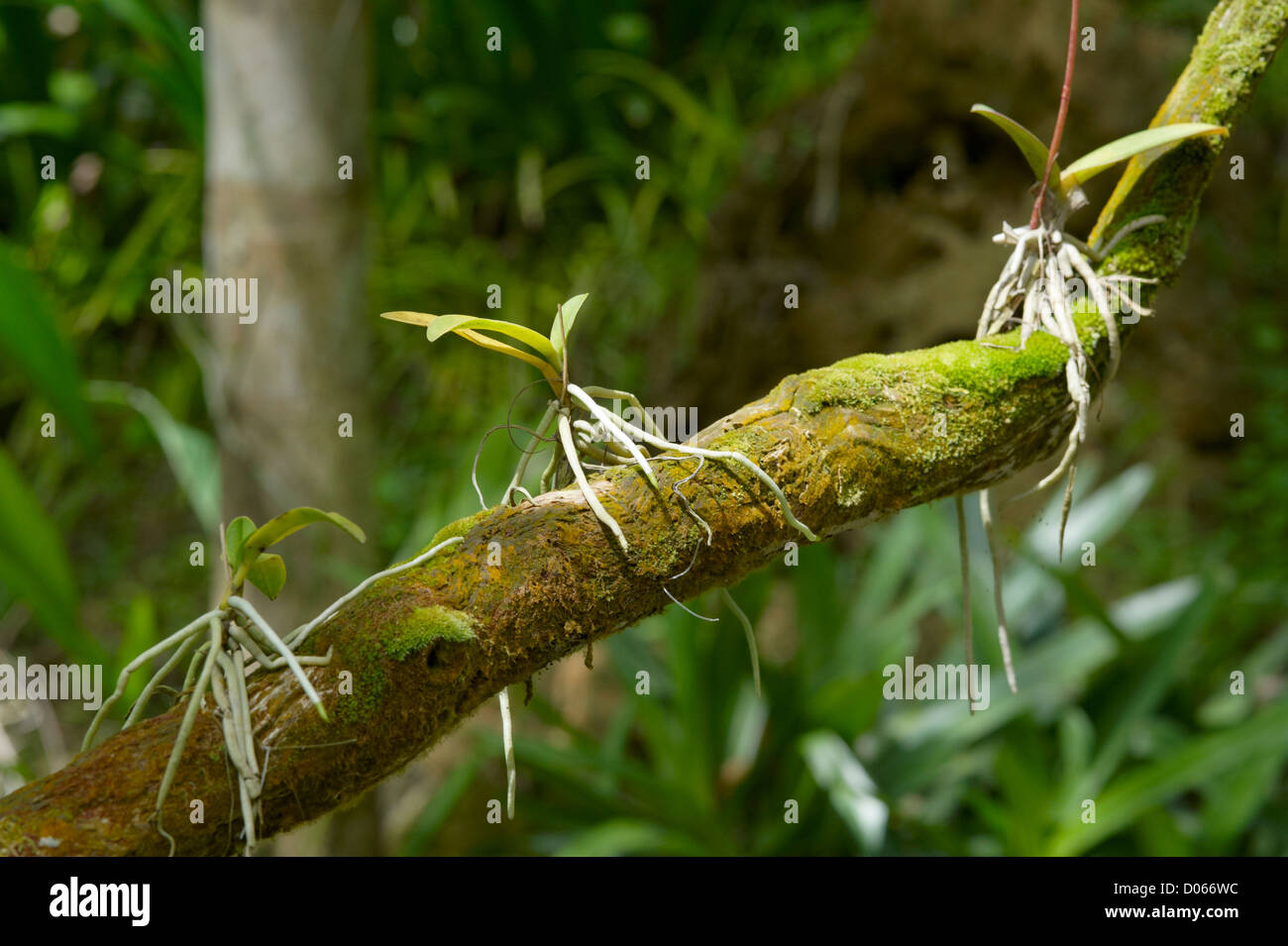 Orchid Plant On Tree