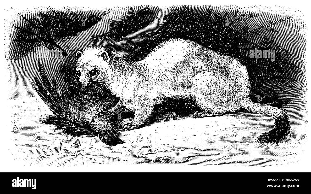 Black ermine hi-res stock photography and images - Alamy