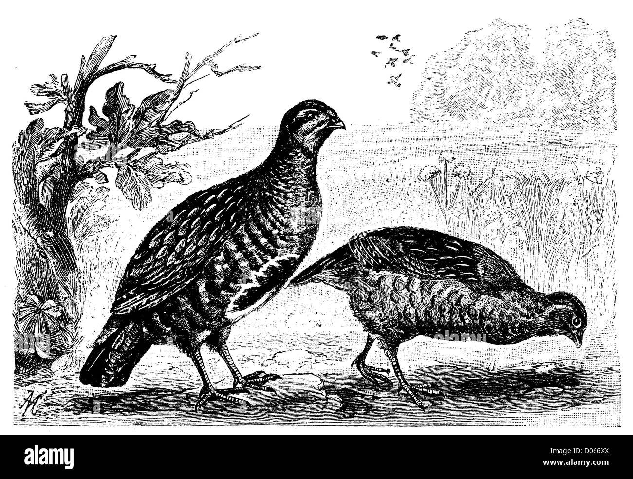 Wood partridge hi-res stock photography and images - Alamy