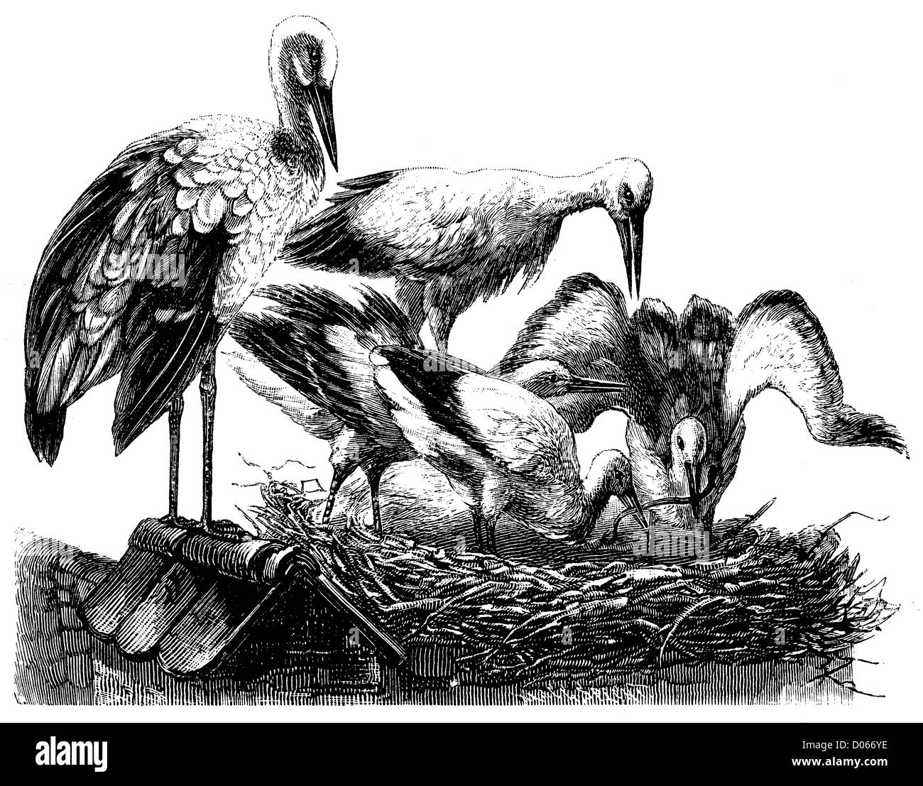 Stork nest Black and White Stock Photos & Images - Alamy