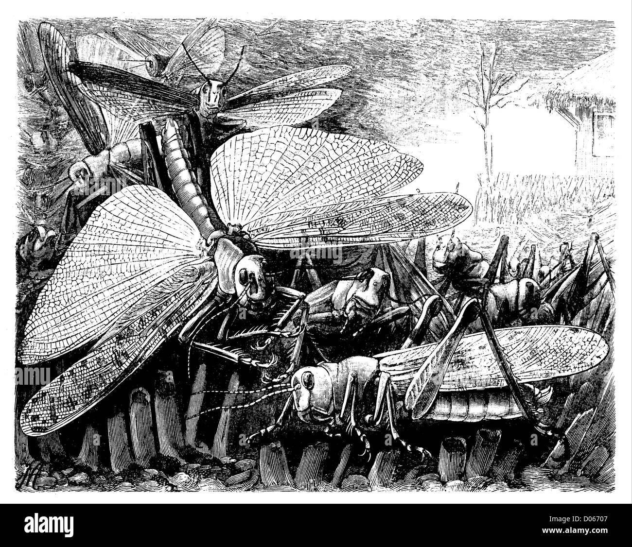 Migratory insects Black and White Stock Photos & Images - Alamy