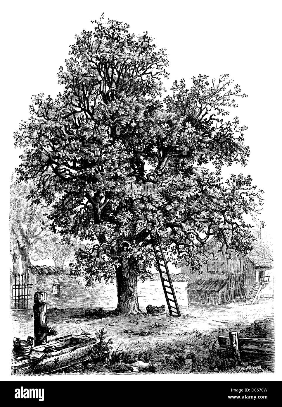 Old pear tree white hi-res stock photography and images - Alamy