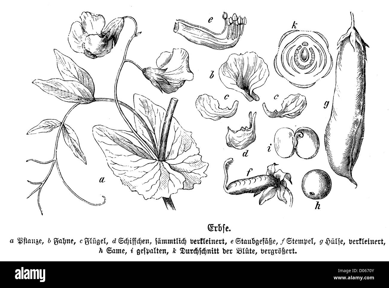 Pea plant drawing hi-res stock photography and images - Alamy