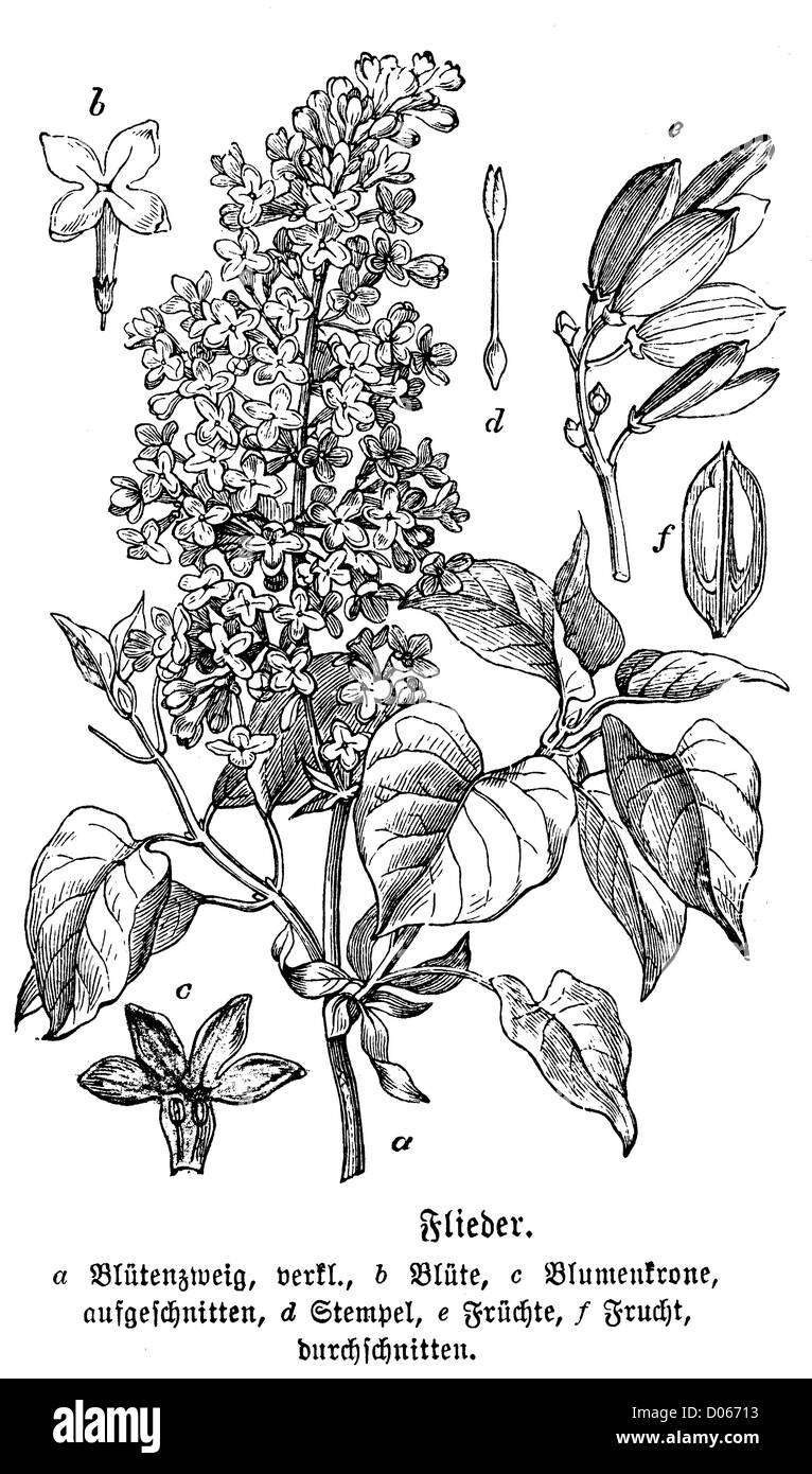 Lilac botanical drawing Black and White Stock Photos & Images - Alamy