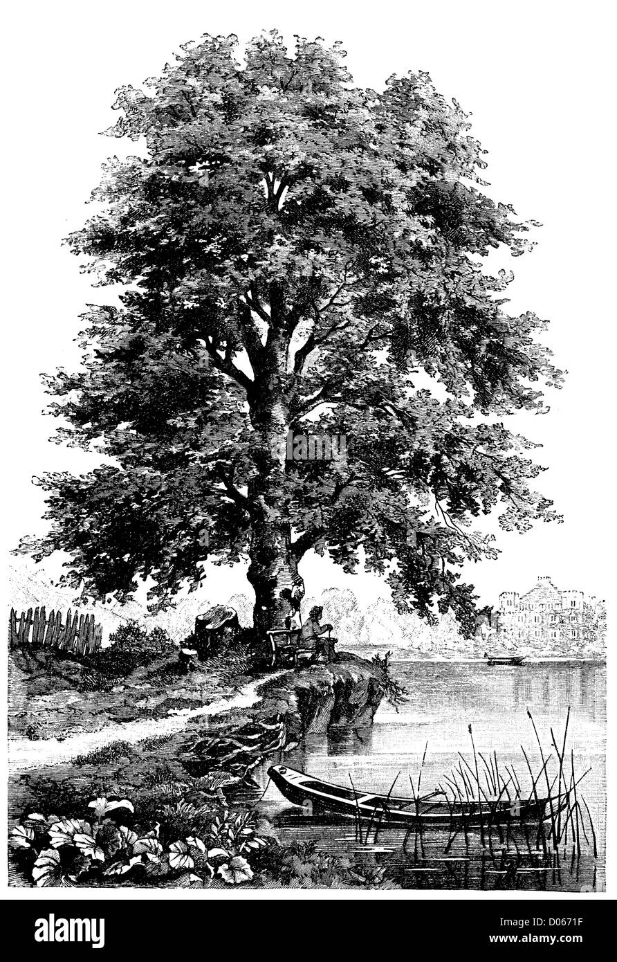 Drawing of beech Black and White Stock Photos & Images - Alamy