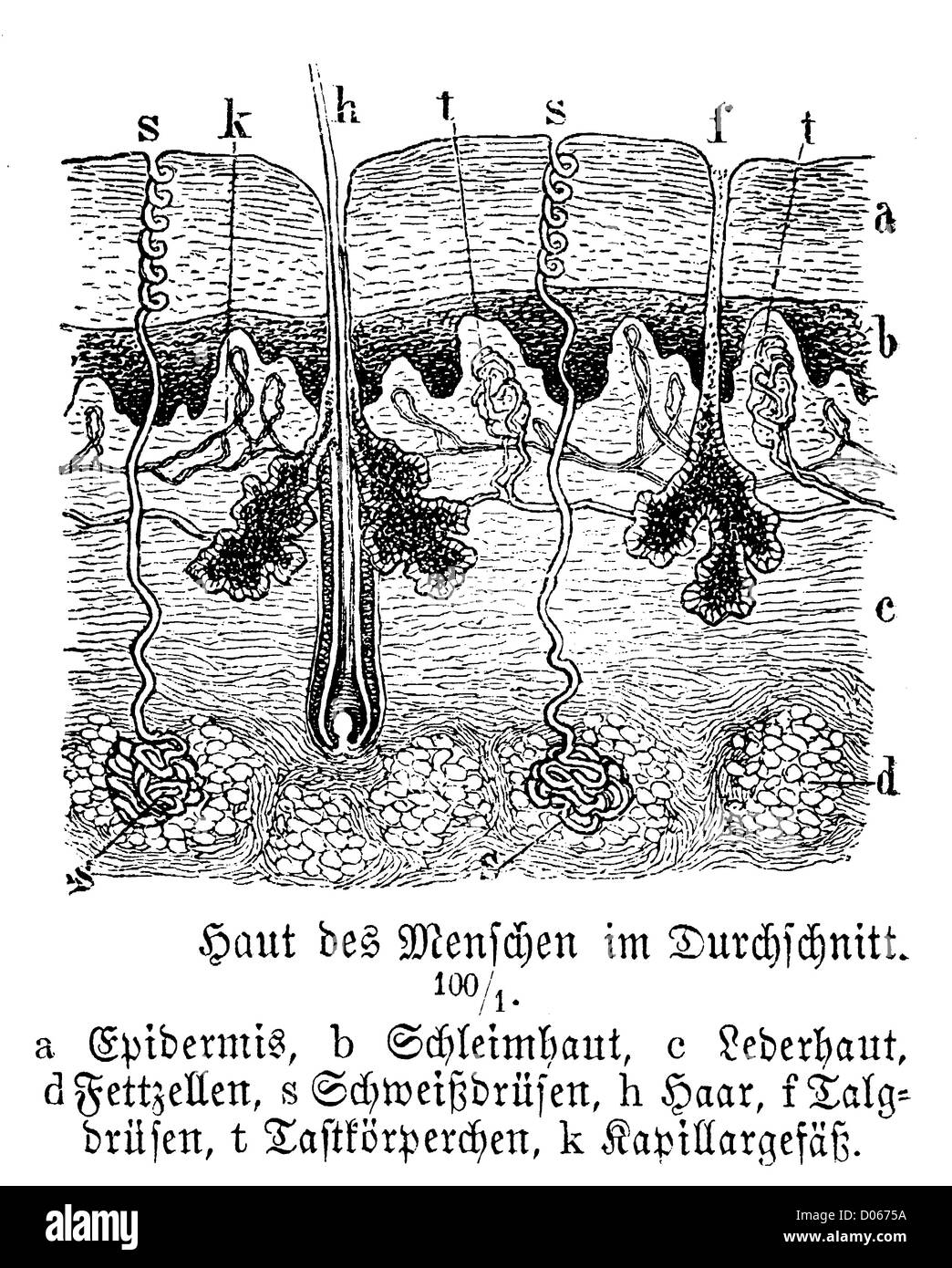 Human skin anatomy illustration hi-res stock photography and images - Alamy