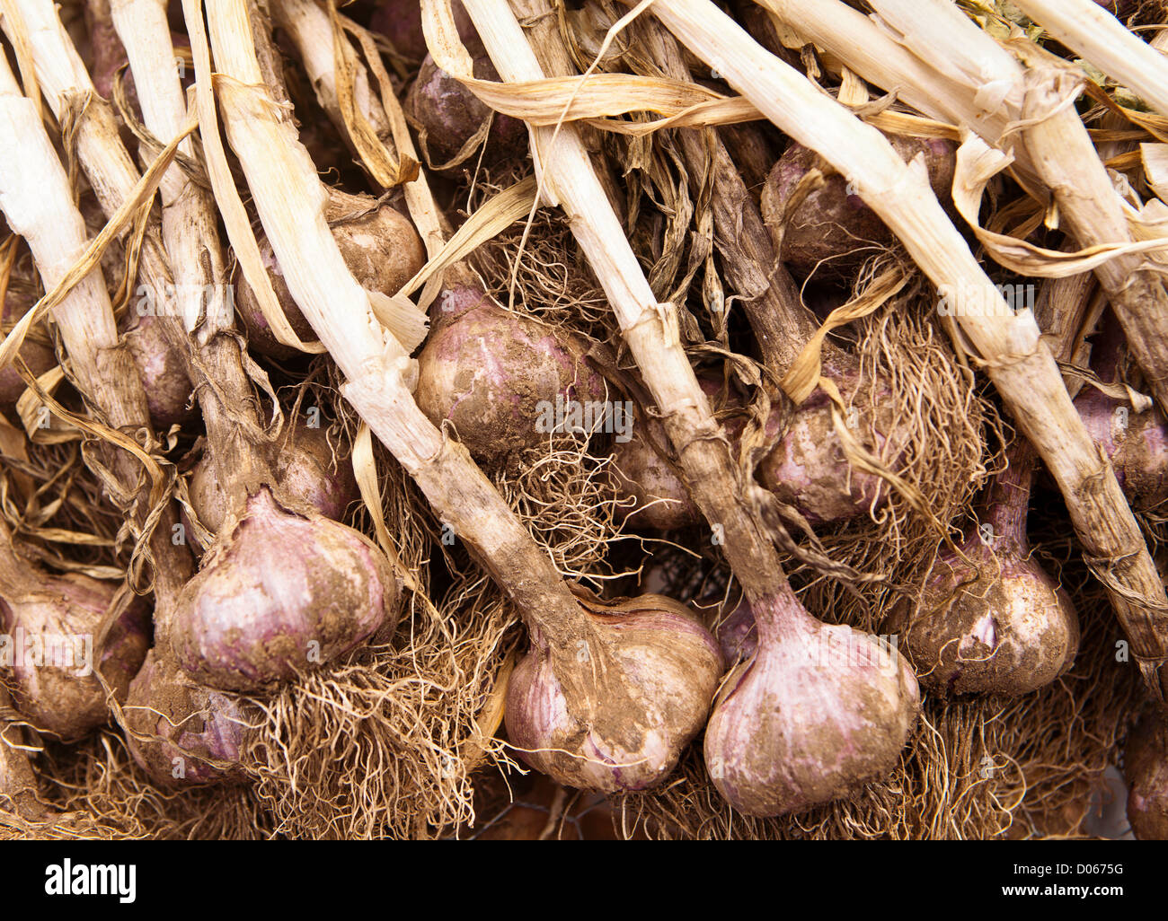 Garlic roots hi-res stock photography and images - Alamy