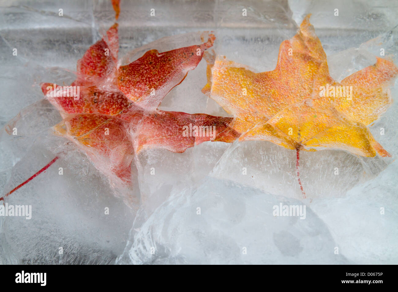 Fall leaves frozen in ice Stock Photo - Alamy