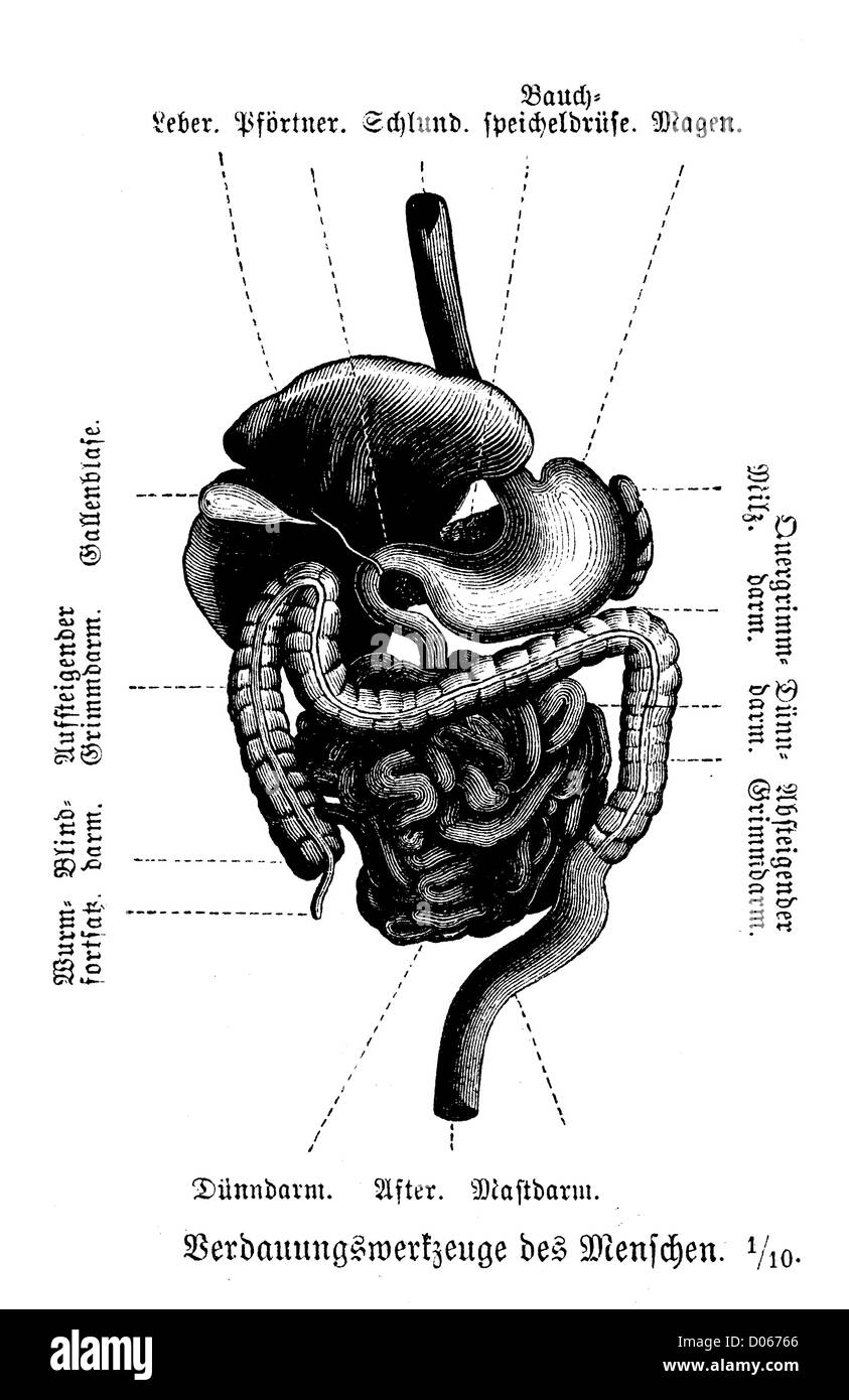 Human organs anatomy hi-res stock photography and images - Alamy