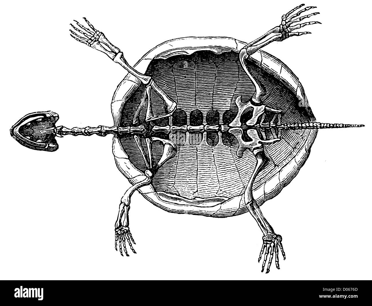 Skeleton of tortoise Black and White Stock Photos & Images - Alamy