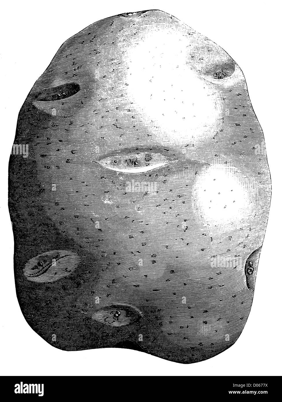 Variety botany Black and White Stock Photos & Images - Alamy