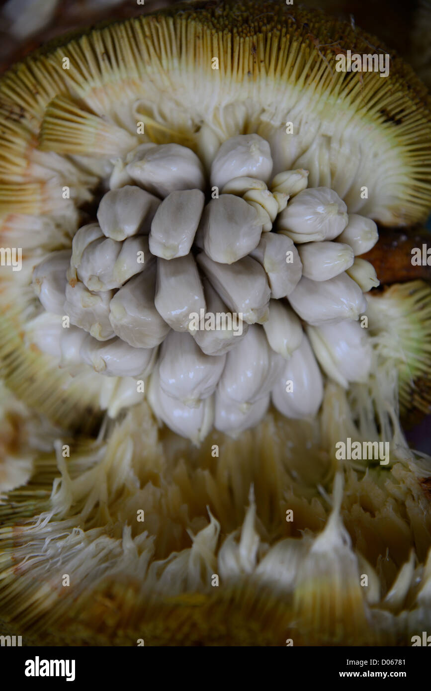 Tarap High Resolution Stock Photography and Images - Alamy