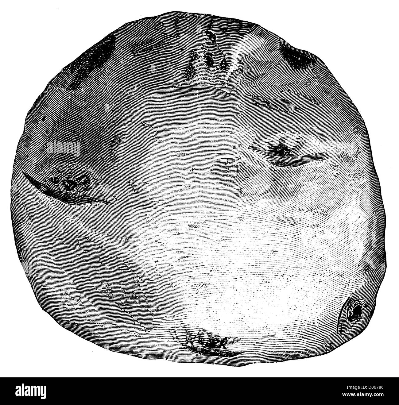 Variety botany Black and White Stock Photos & Images - Alamy