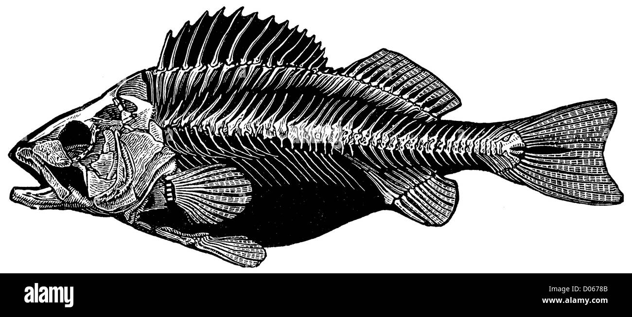Perch skeleton Cut Out Stock Images & Pictures - Alamy