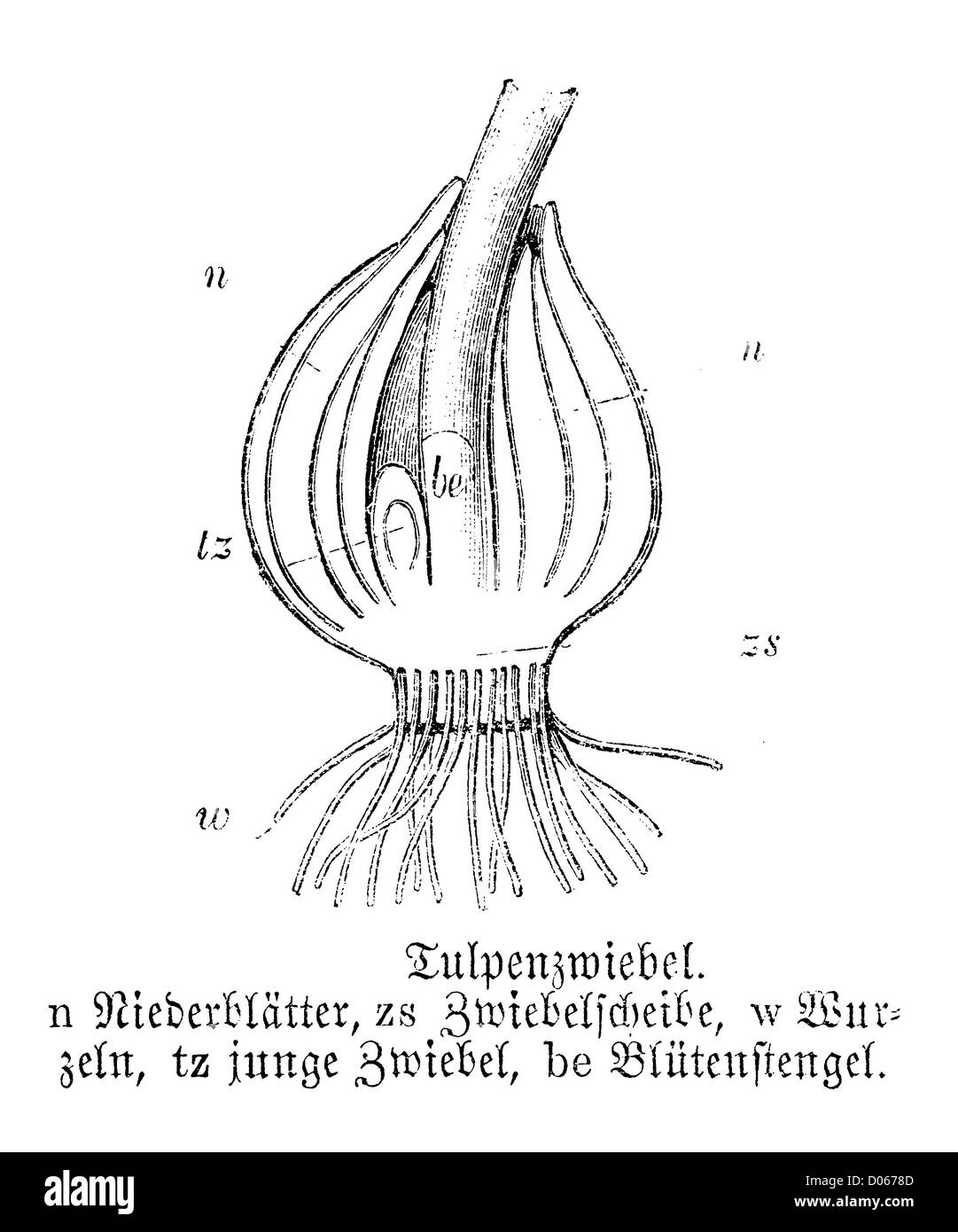 Tulip drawing historical hi-res stock photography and images - Alamy