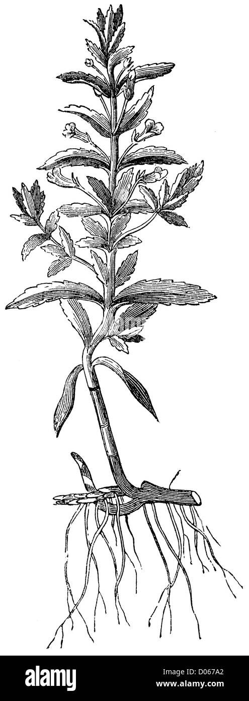 Hyssop plant Black and White Stock Photos & Images - Alamy