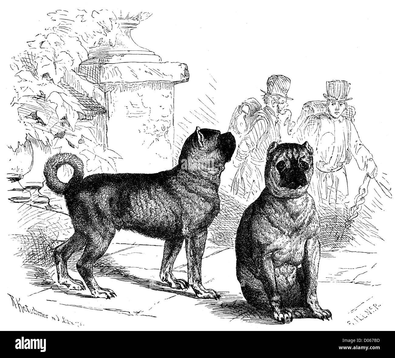 Pug drawing hi-res stock photography and images - Alamy