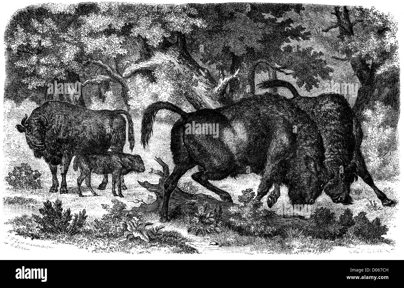 Bison figure hi-res stock photography and images - Alamy