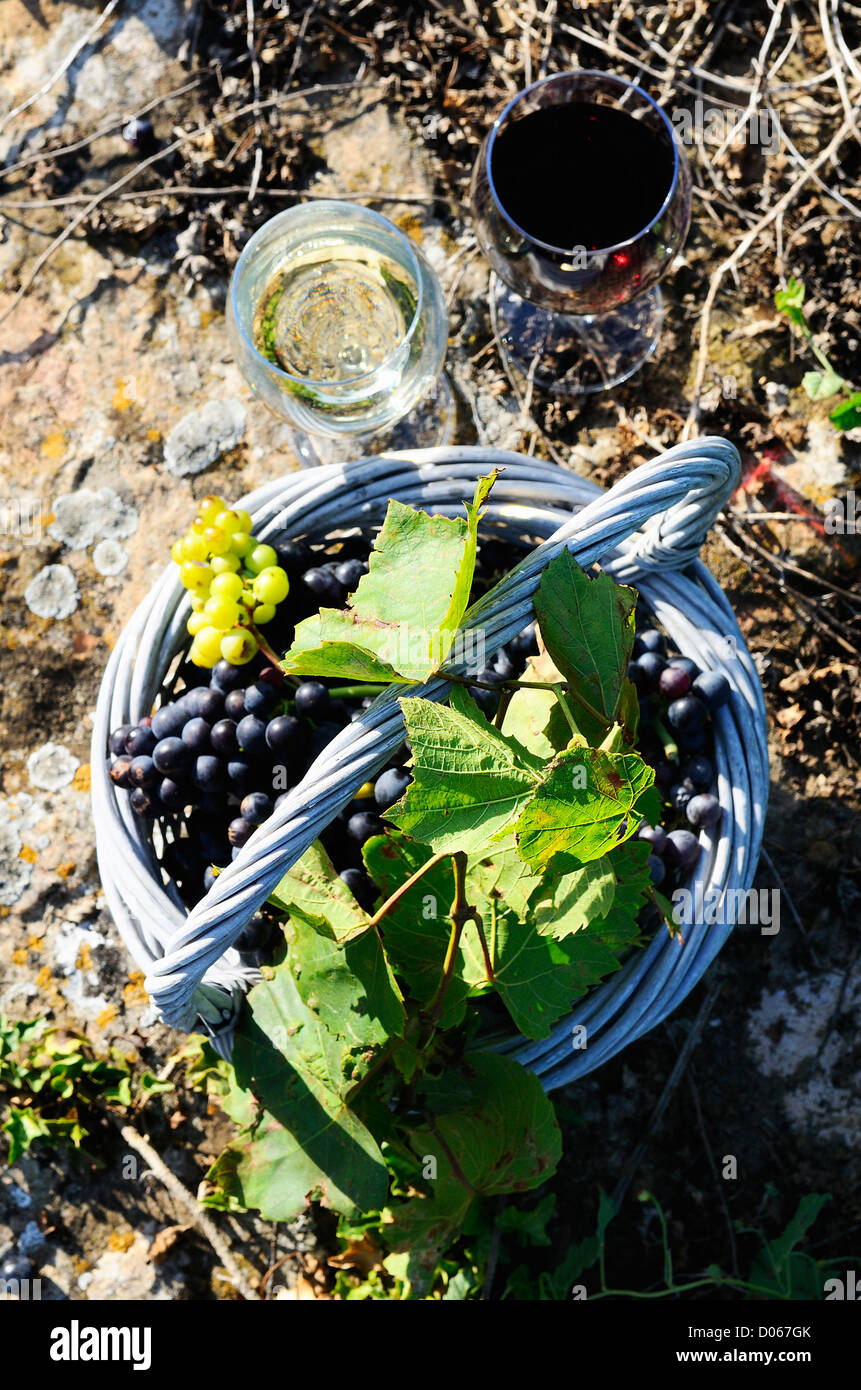 Grappes hi-res stock photography and images - Alamy