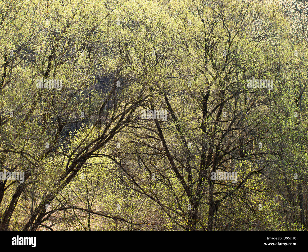 Dark Tree Trunks High Resolution Stock Photography and Images - Alamy