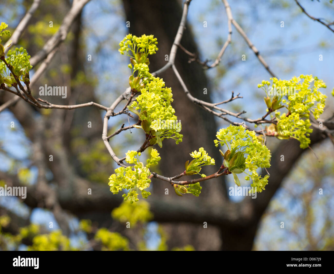 Flowering maple tree, probably Acer platanoides Norway maple in ...