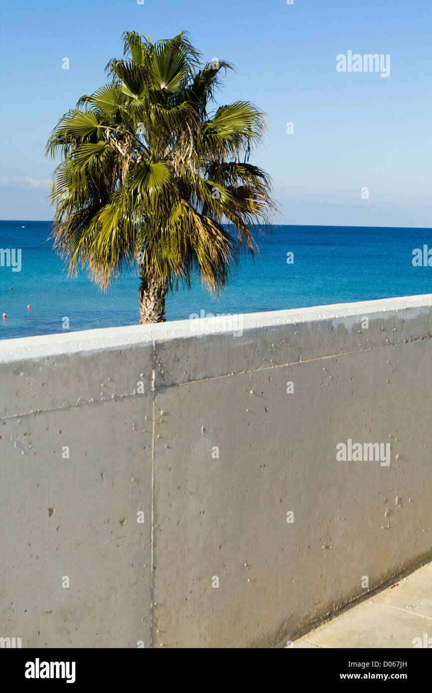 Lone palm tree hi-res stock photography and images - Alamy