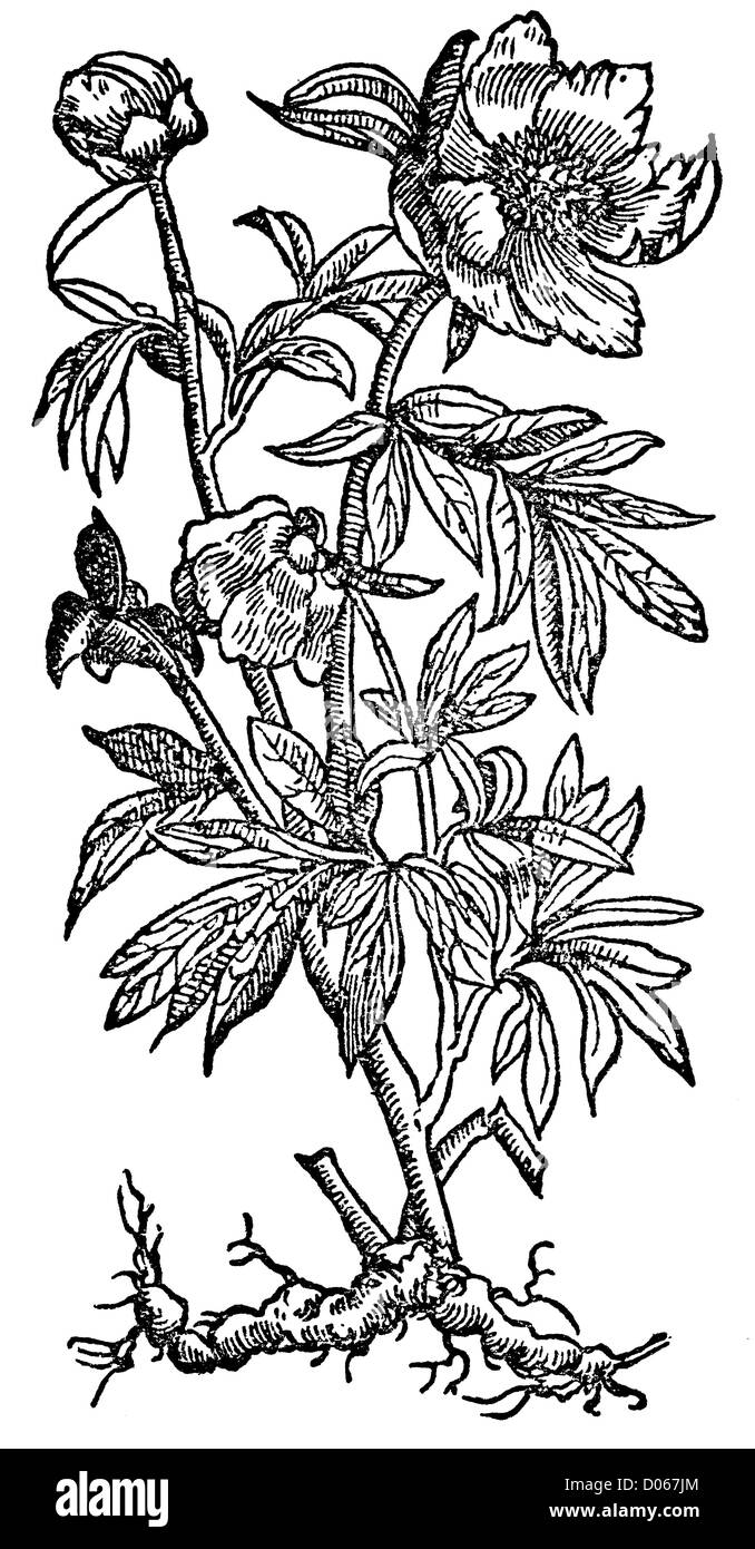 Vintage peony illustration Cut Out Stock Images & Pictures - Alamy