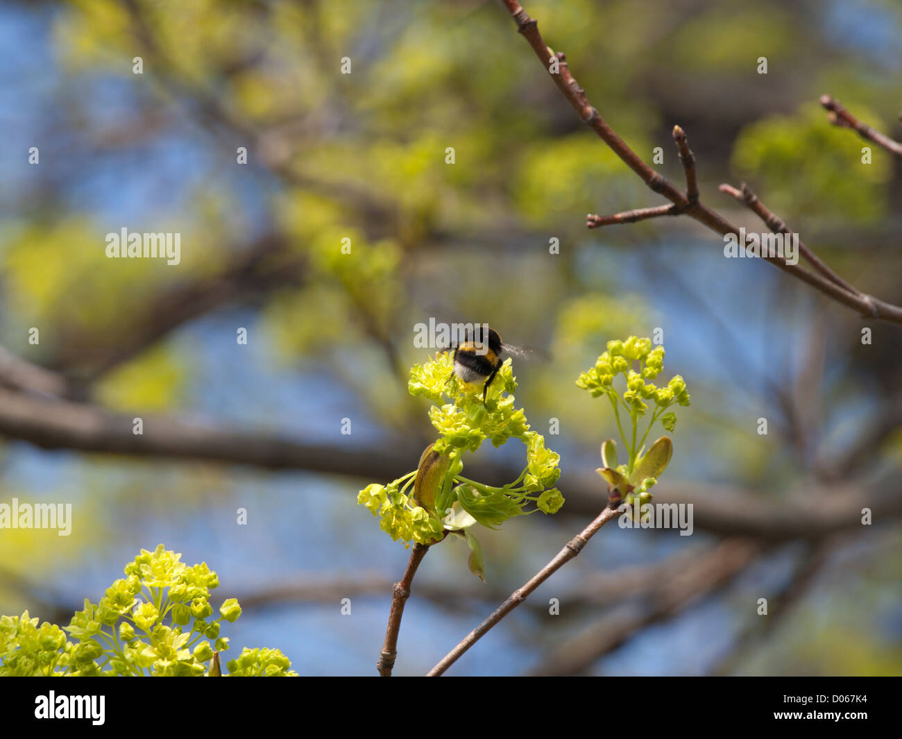 Flowering maple tree with bumblebee, probably Acer platanoides Norway ...