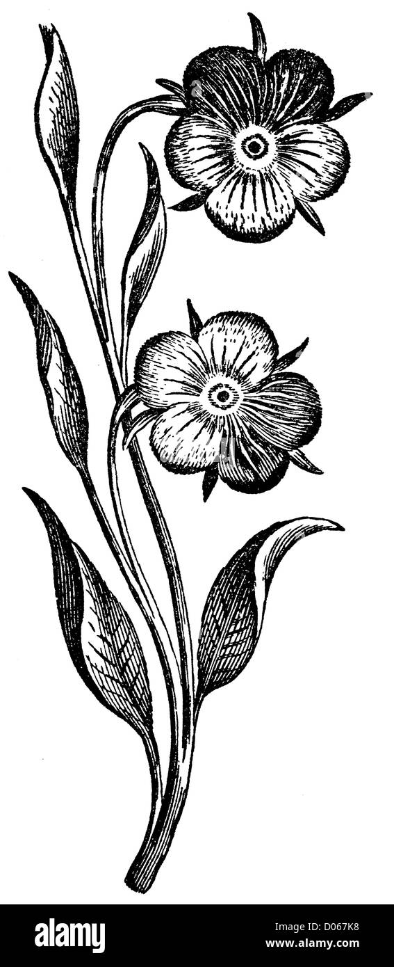 Botanical illustration of pansy hi-res stock photography and images - Alamy