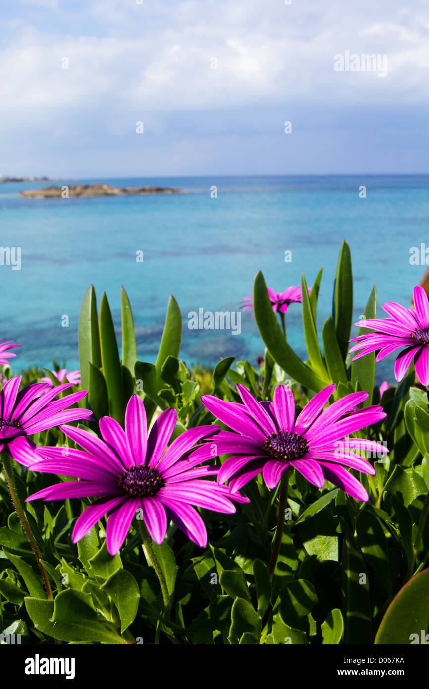 Purple Seaside Plant
