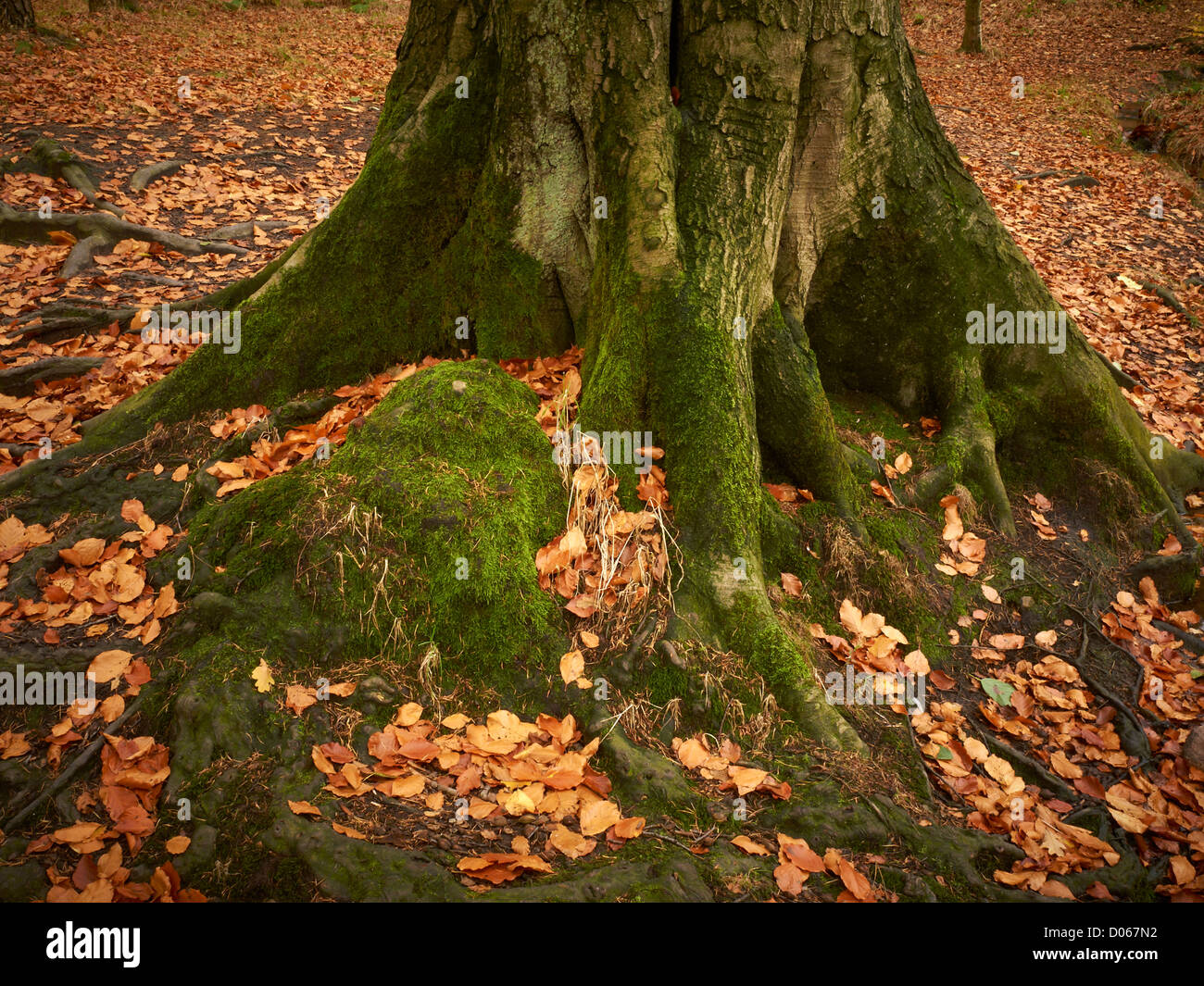 Tree roots in autumn Stock Photo - Alamy
