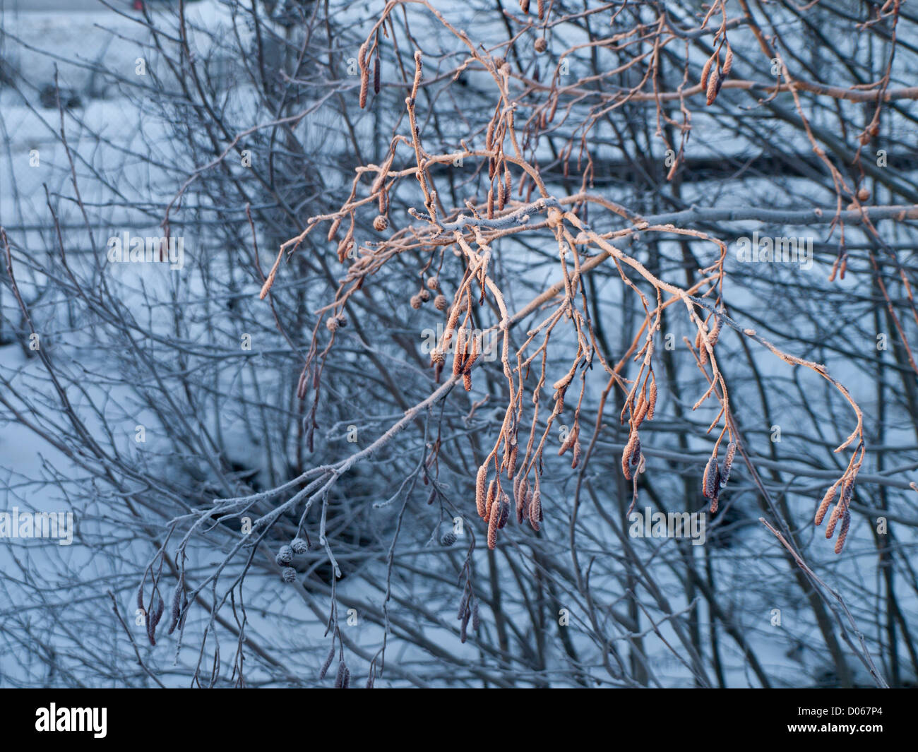 pale pink sunlight on branches and cones, cold blue winter light behind ...