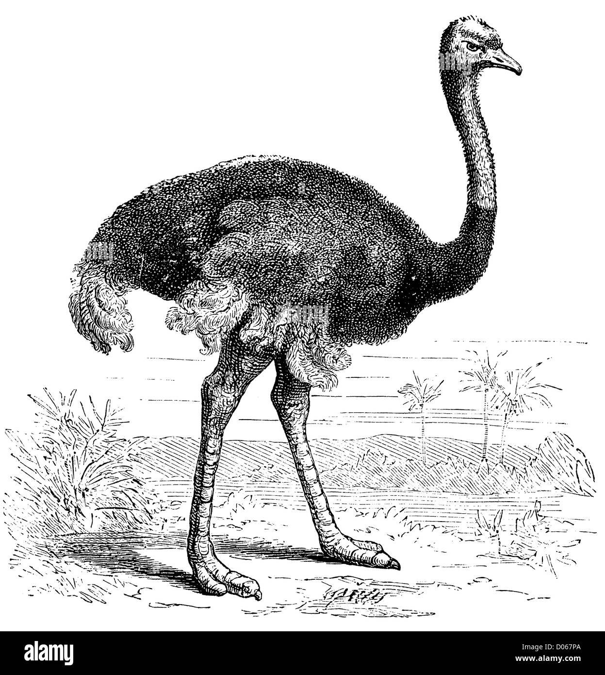 Drawing of an ostrich hi-res stock photography and images - Alamy
