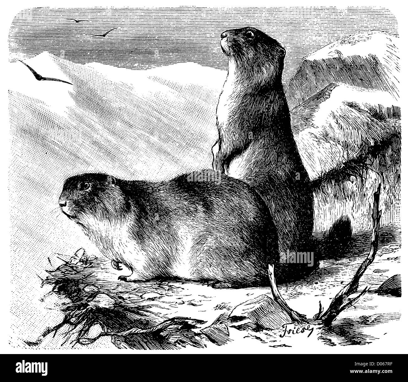 Marmot Black and White Stock Photos & Images - Alamy