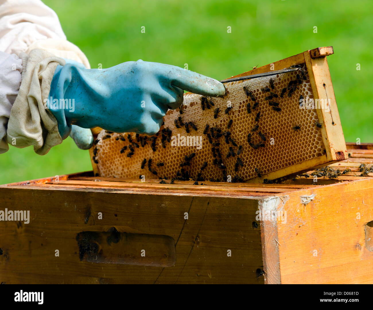 an apiary closeup Stock Photo - Alamy