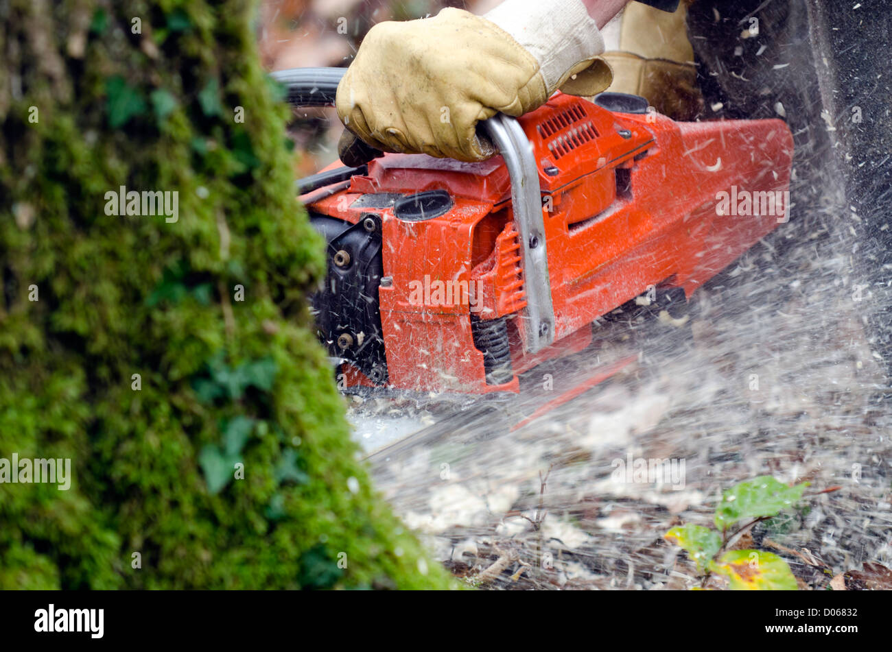 a chainsaw in action Stock Photo - Alamy
