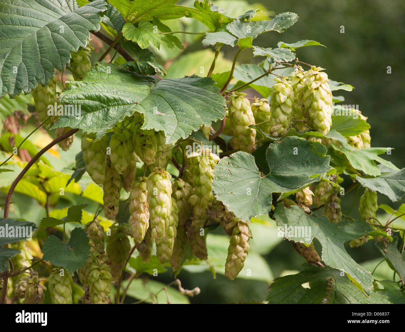 Close up of flowering hops with cones Stock Photo - Alamy
