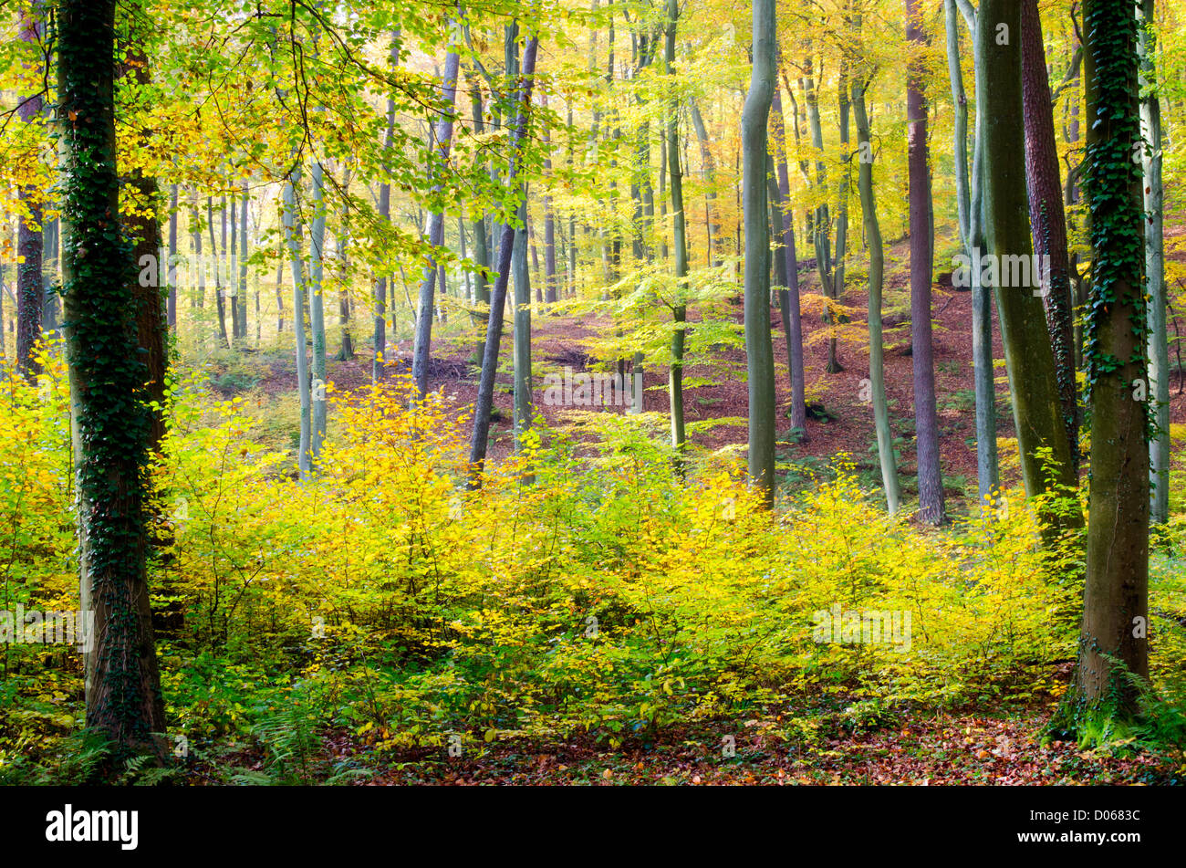 Green forest forest hi-res stock photography and images - Alamy