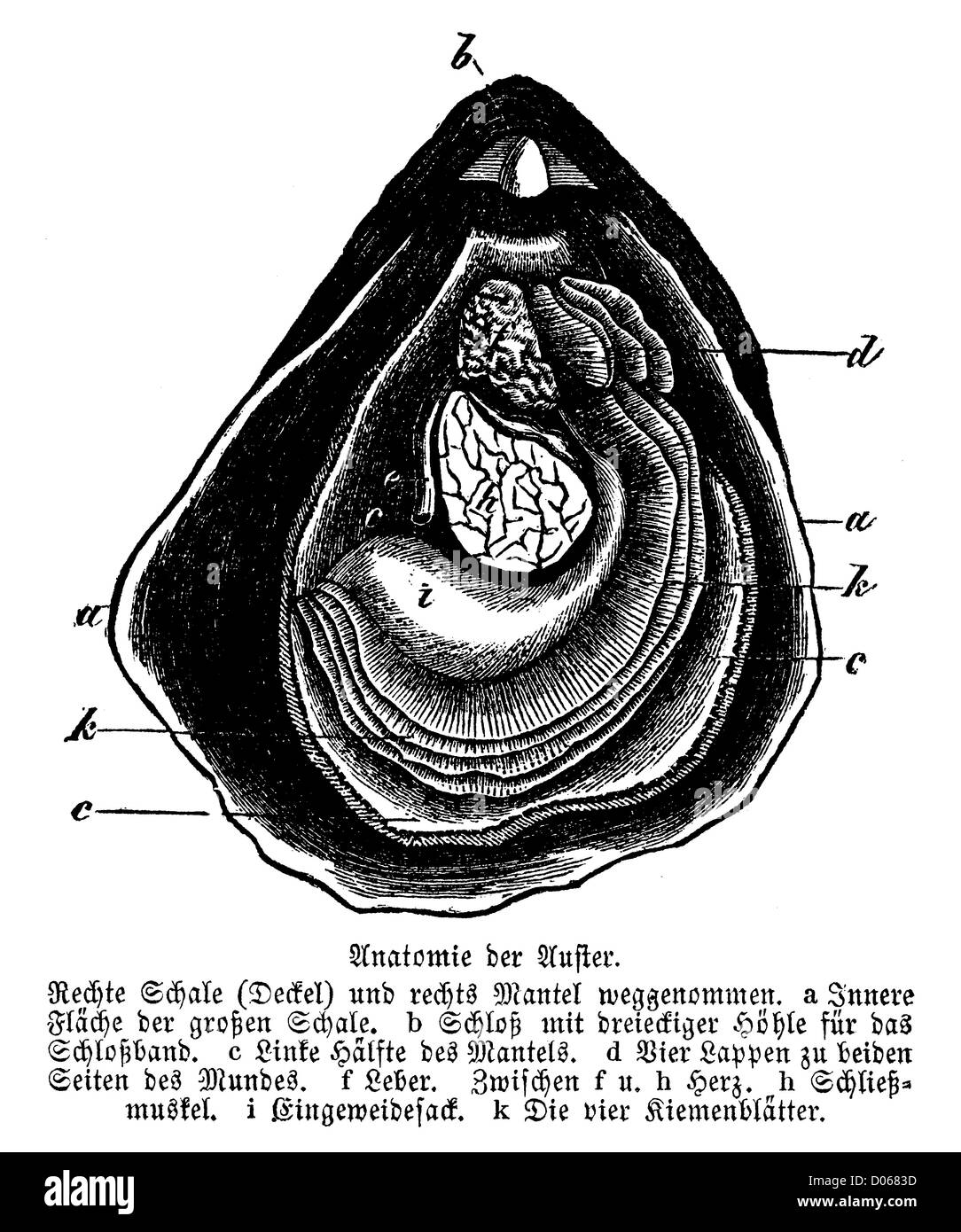 Black oyster Cut Out Stock Images & Pictures - Alamy