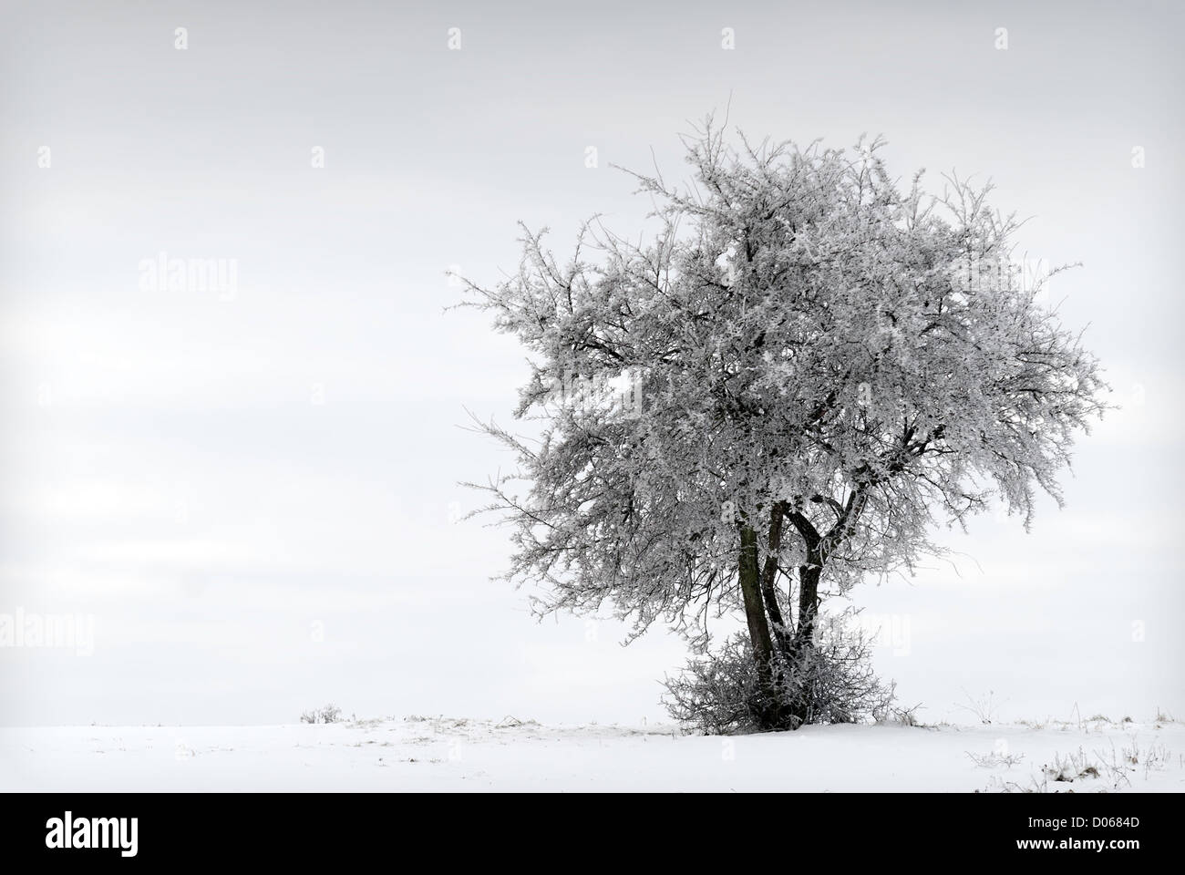 a tree covered with snow Stock Photo - Alamy