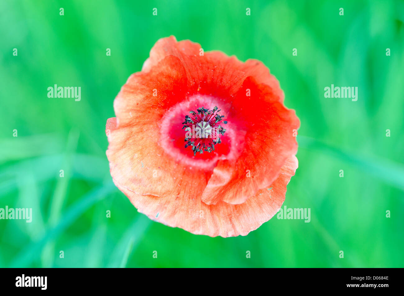 a poppy overview Stock Photo - Alamy