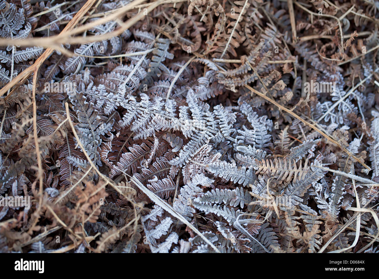 Winter Frost on Bracken Stock Photo - Alamy