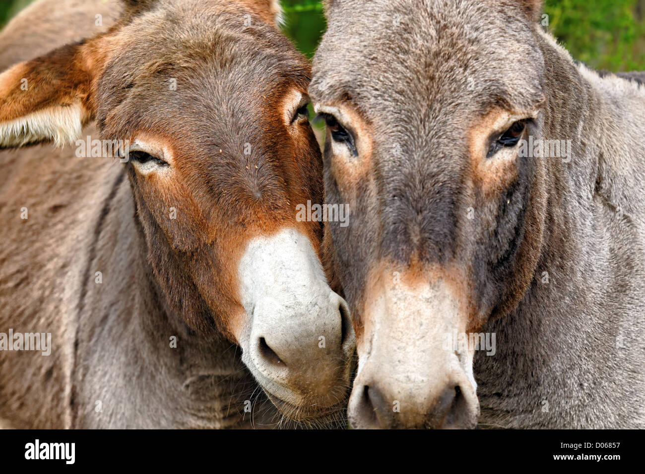 Donkey scene hi-res stock photography and images - Alamy